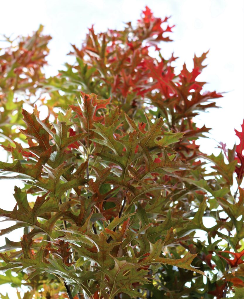 Quercus palustris 'Green Pillar' Tree | Hillier Trees