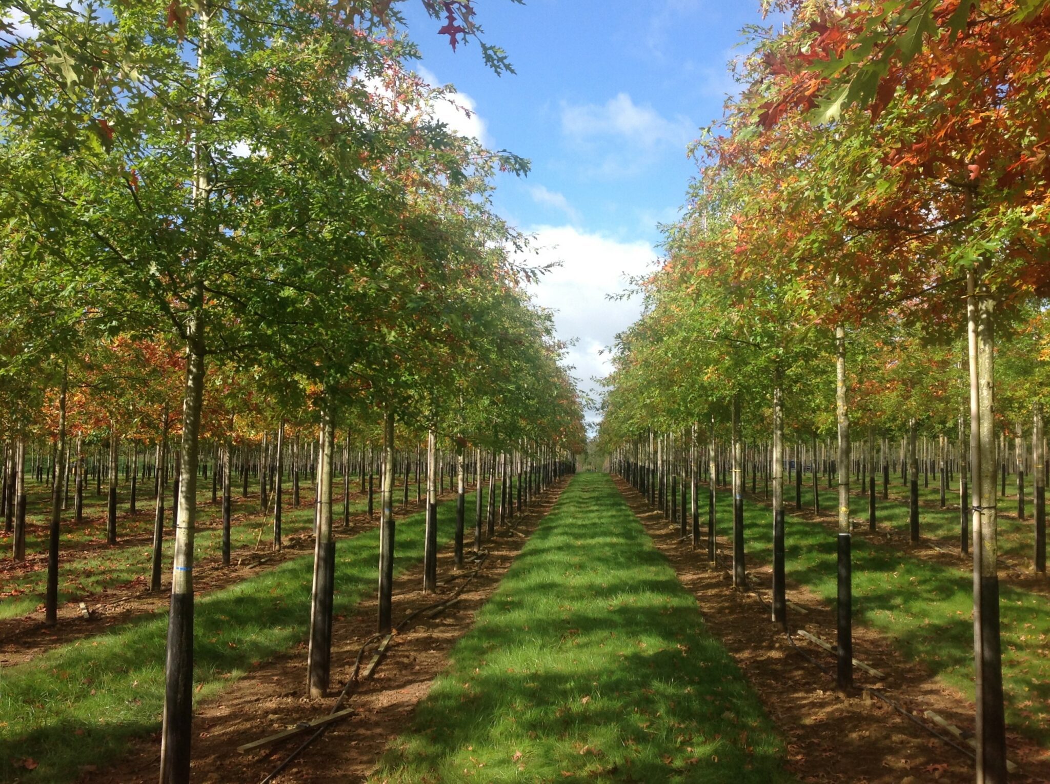 Sustainable Urban Drainage Systems (SUDS): Best SUDS Trees