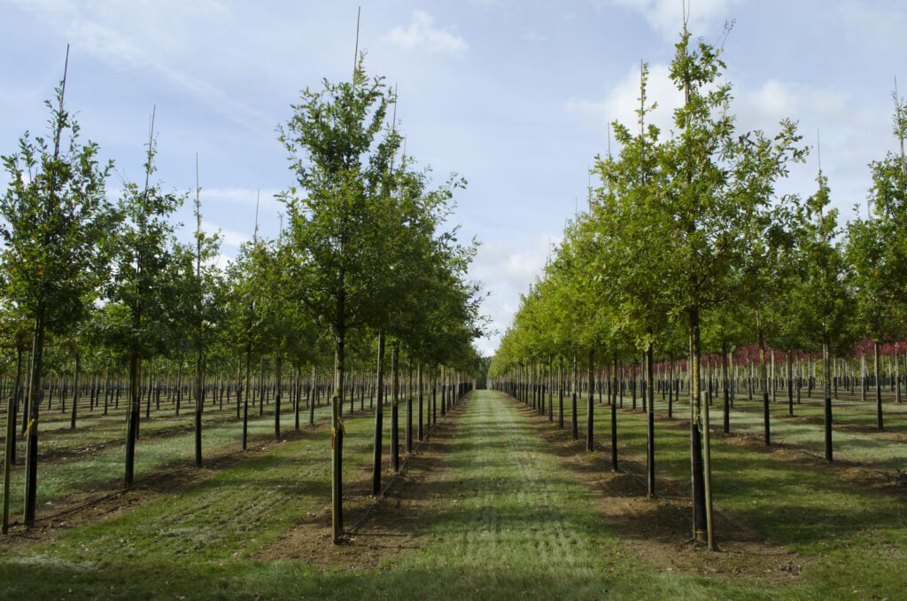 Quercus robur Tree | Hillier Trees