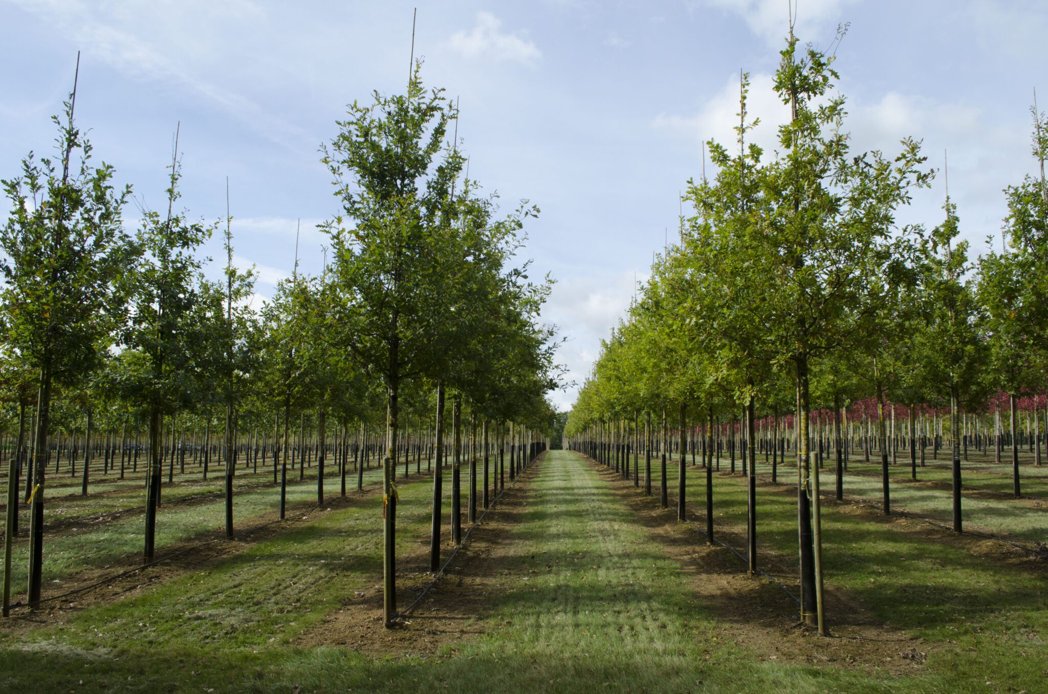 Quercus robur Tree | Hillier Trees