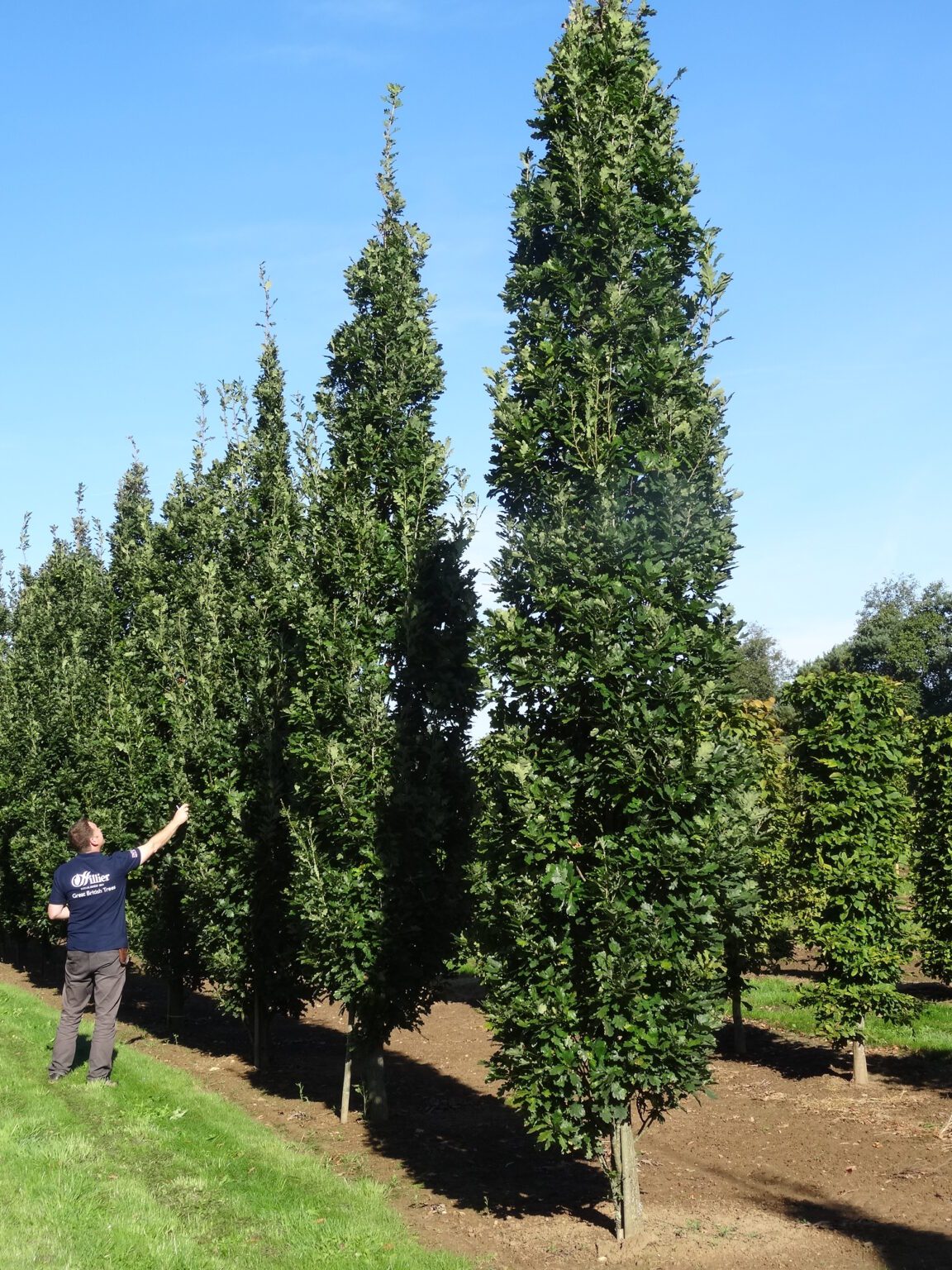 Quercus robur ‘fastigiata Koster’ Tree | Hillier Trees