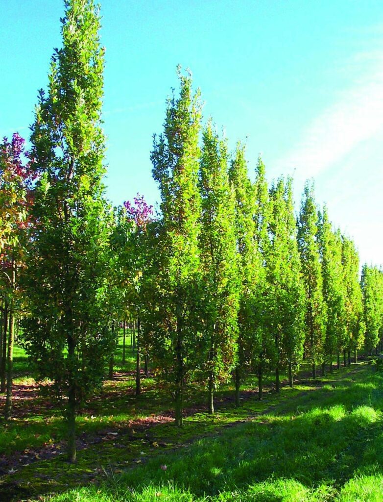 Quercus robur Fastigiata Tree | Hillier Trees