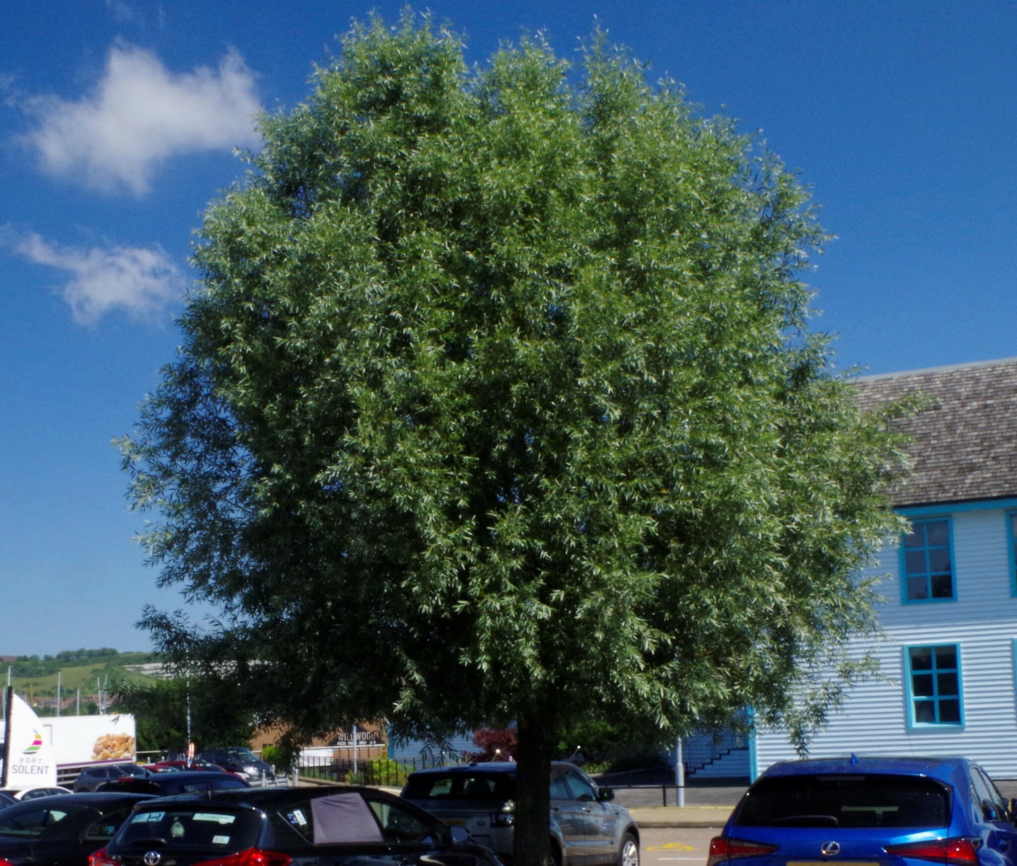 Salix alba Tree | Hillier Trees