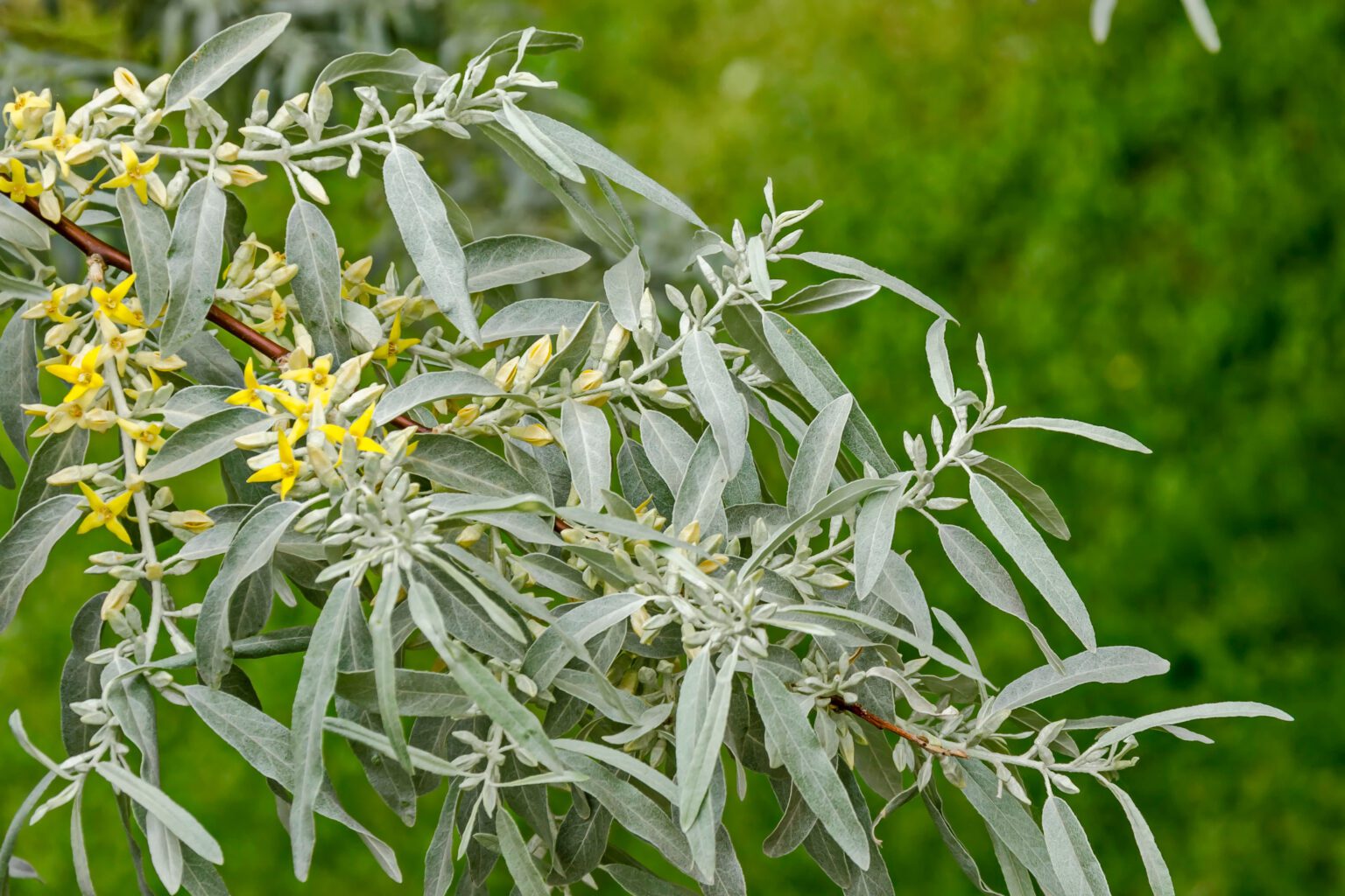 Salix alba Tree | Hillier Trees