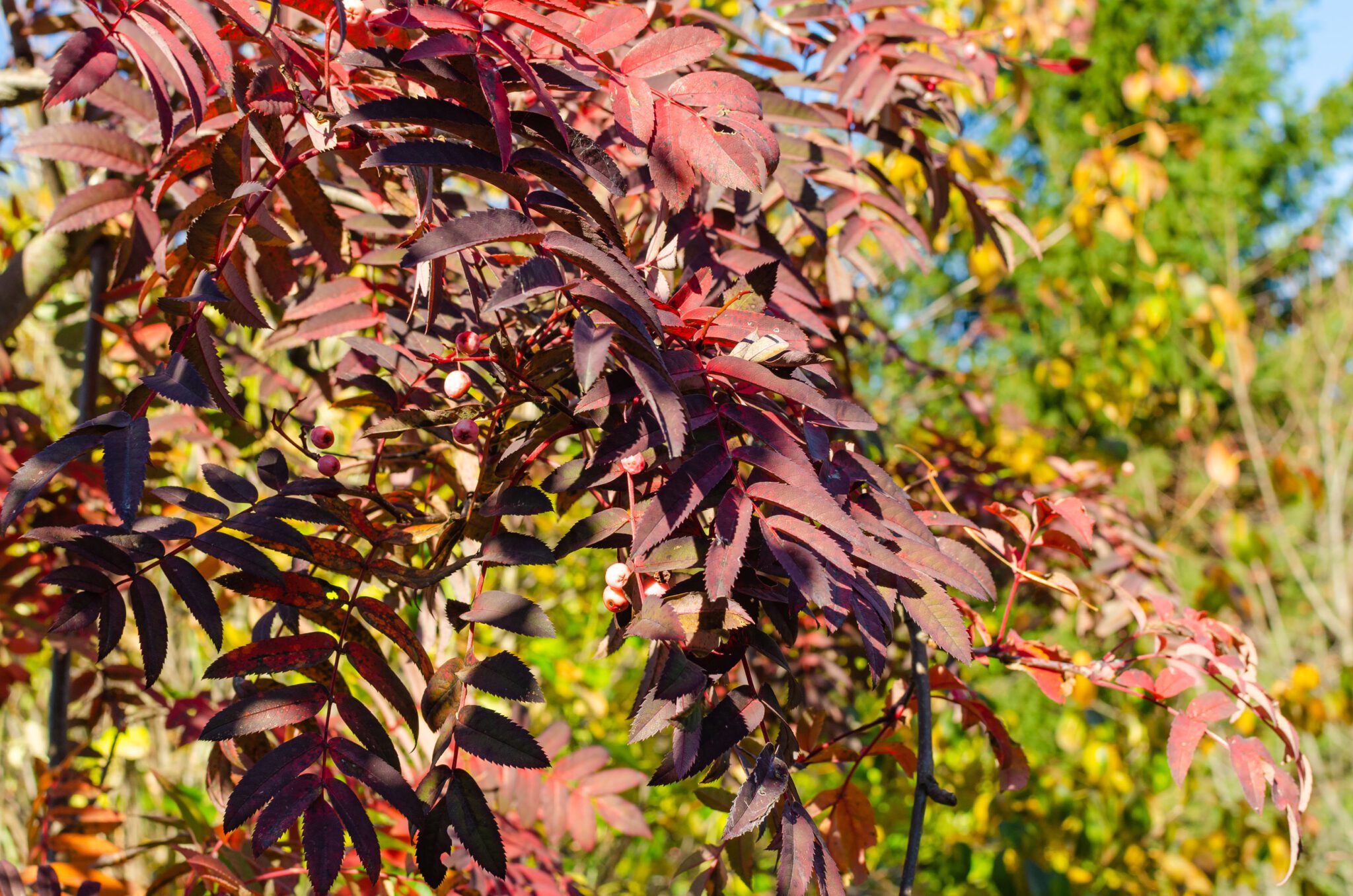 Sorbus arnoldiana 'Golden Wonder' Tree | Hillier Trees