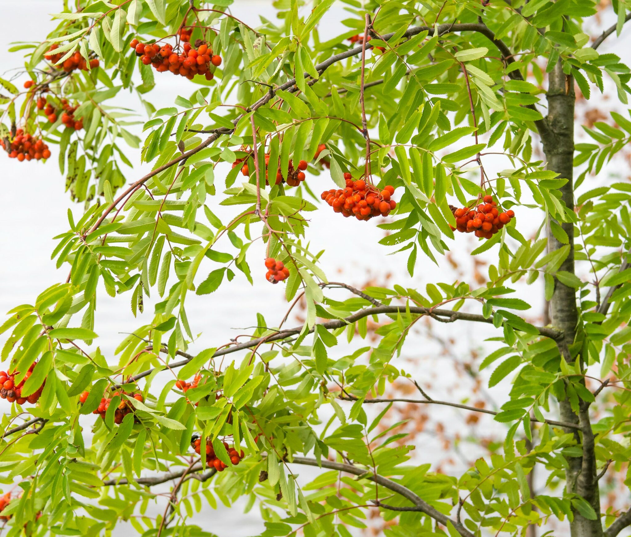 Sorbus aucuparia 'Aspleniifolia' Tree | Hillier Trees