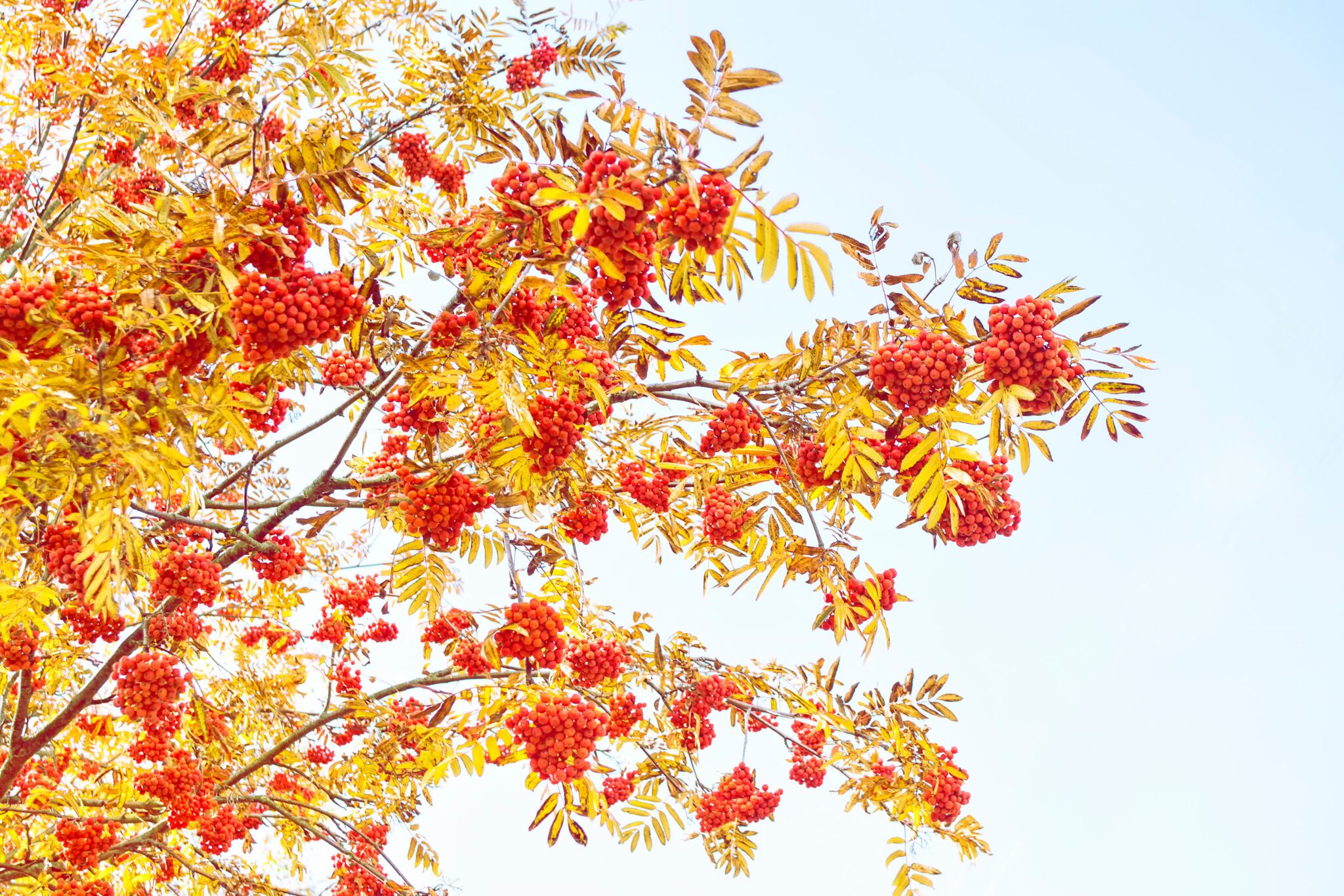 Sorbus aucuparia ‘Cardinal Royal’ Tree | Hillier Trees