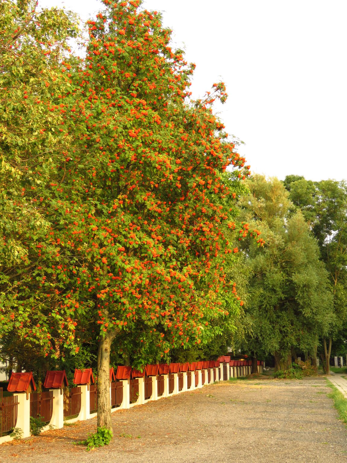 Sorbus aucuparia Tree | Hillier Trees