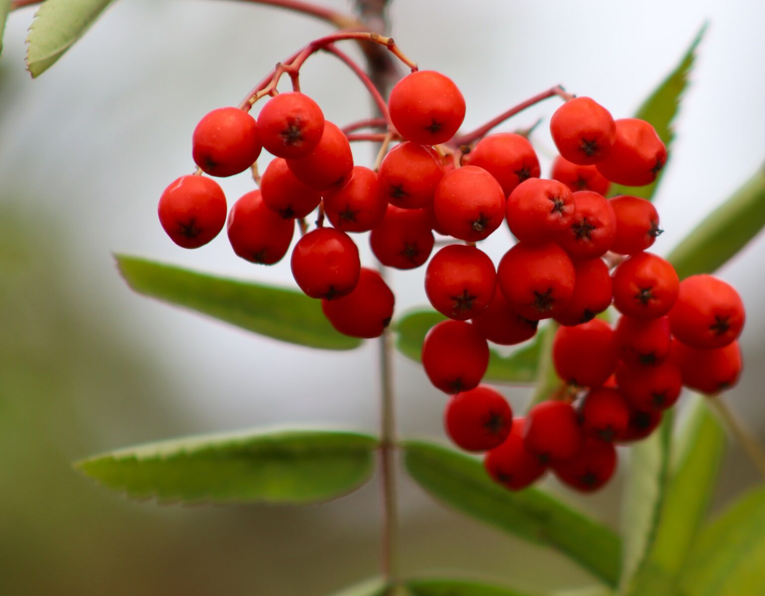 Sorbus aucuparia Tree | Hillier Trees