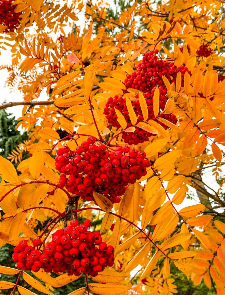 Sorbus aucuparia ‘Sheerwater Seedling’ Tree | Hillier Trees