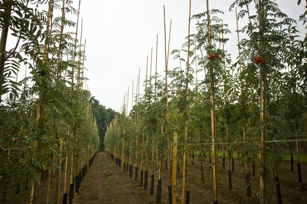 Sorbus aucuparia 'Streetwise' | Hillier Trees