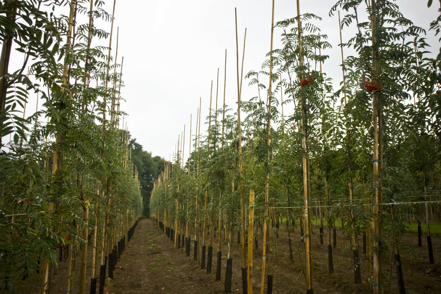 Streetwise Tree Range Development - Hillier Trees