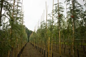 Streetwise Tree Range Development - Hillier Trees