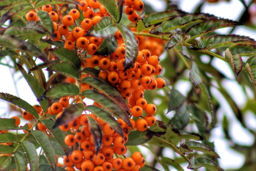 Sorbus 'Autumn Spire' Tree | Hillier Trees
