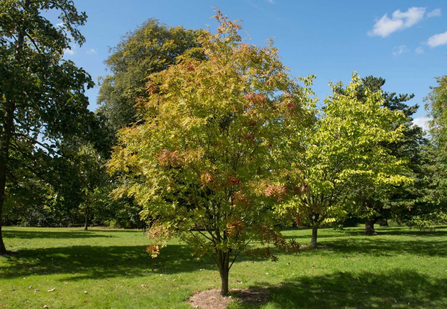 Sorbus commixta Tree | Hillier Trees