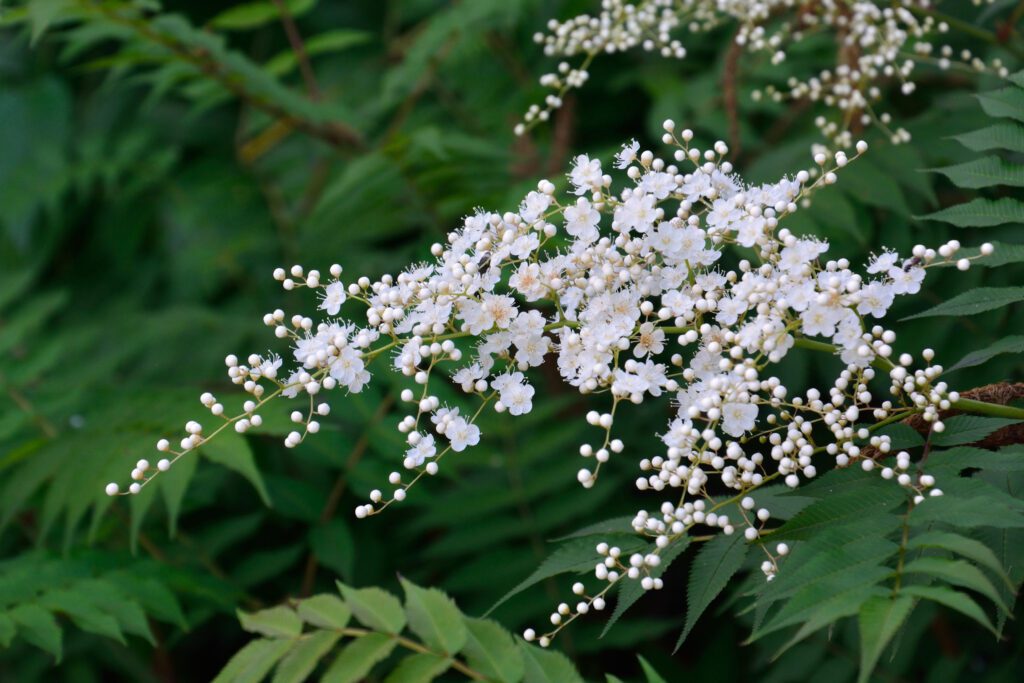 Sorbus commixta Tree | Hillier Trees