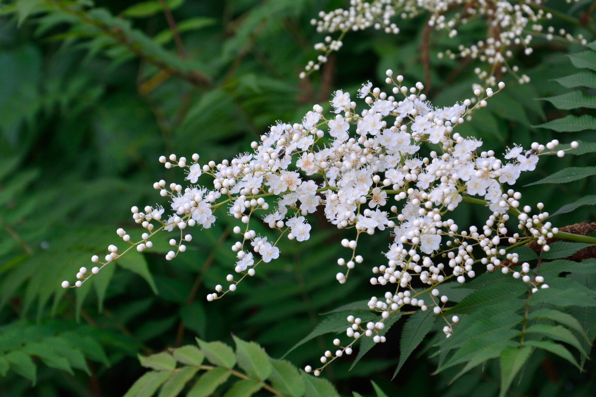 Sorbus commixta Tree | Hillier Trees