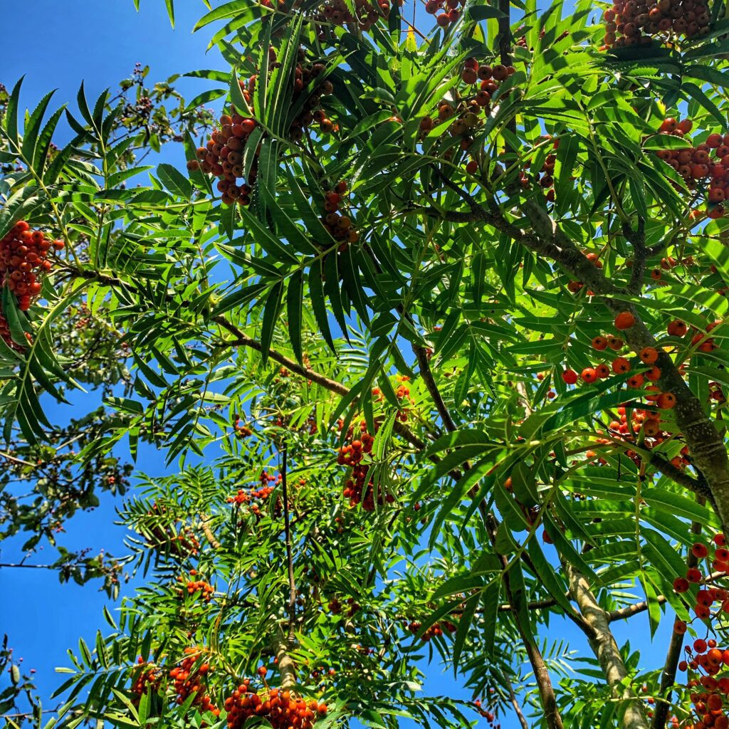 Sorbus commixta 'Olympic Flame' Tree | Hillier Trees