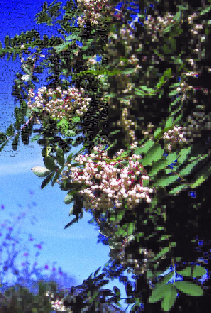 Sorbus hupehensis Tree | Hillier Trees