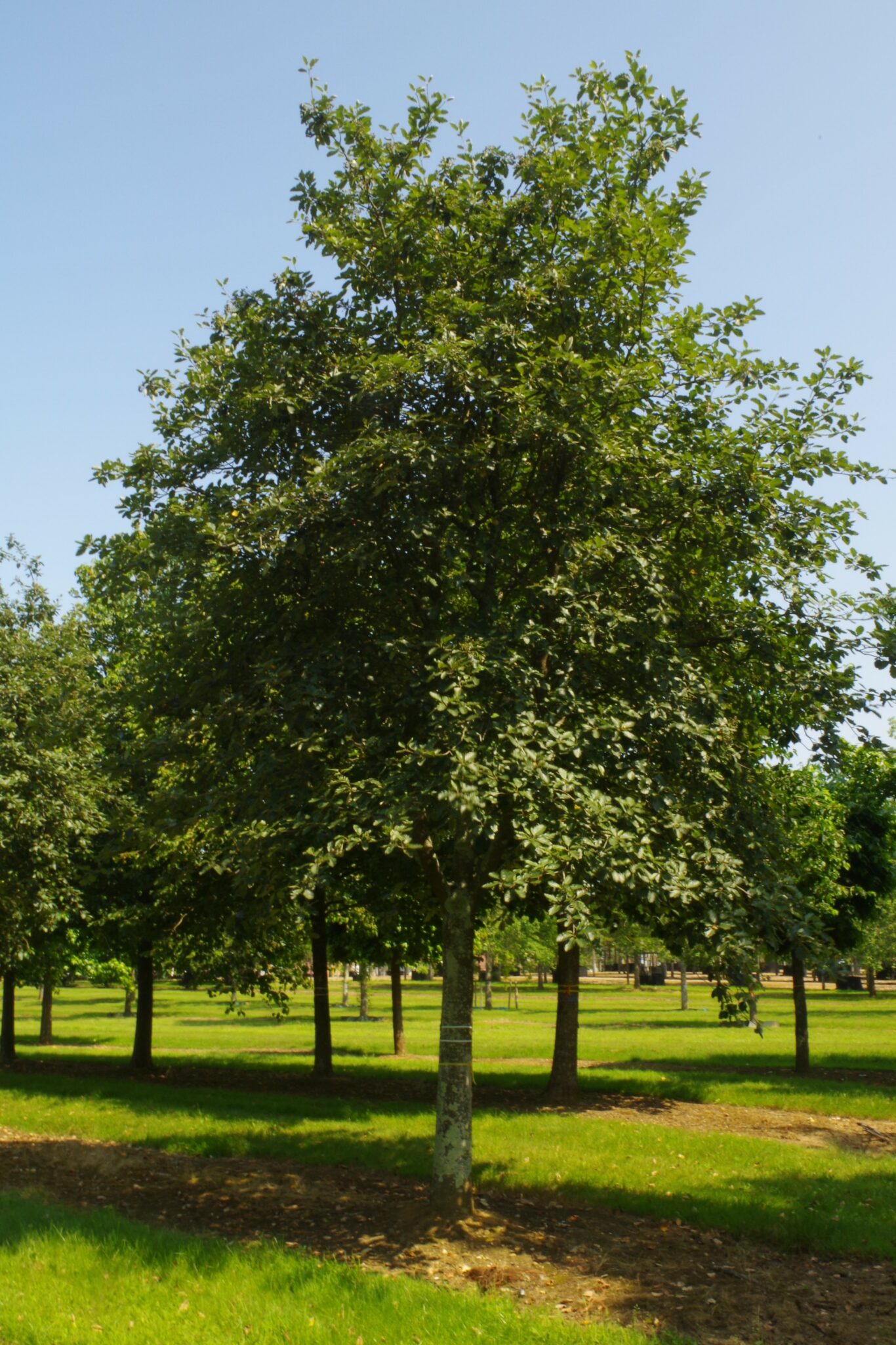 Sorbus intermedia ‘Brouwers’ Tree | Hillier Trees
