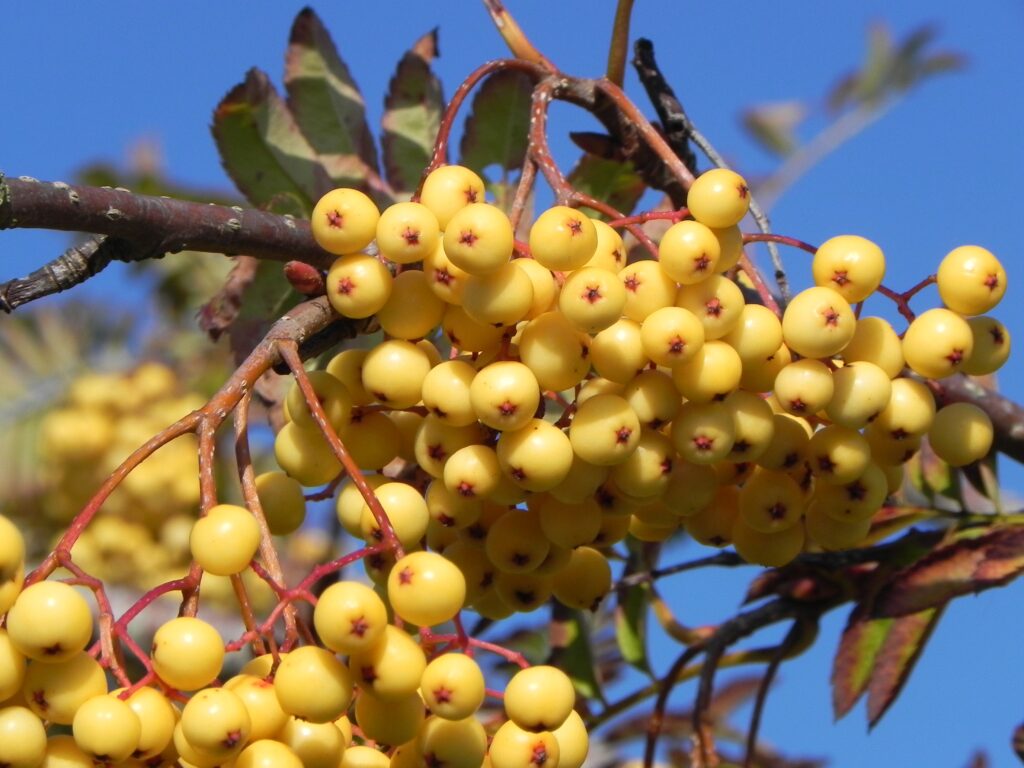 Sorbus ‘Sunshine’ Tree | Hillier Trees