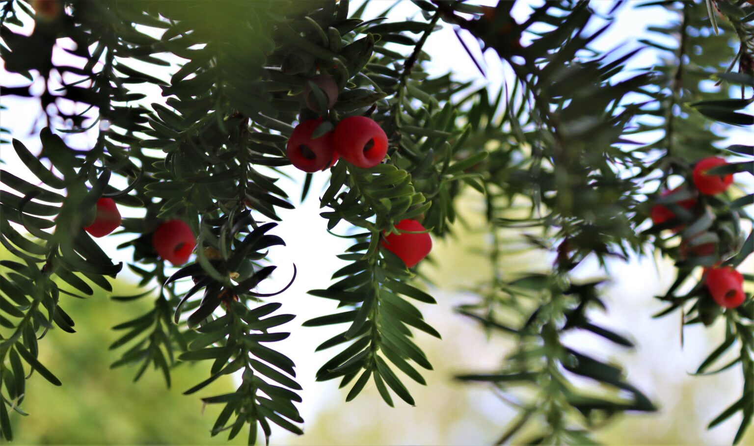 Taxus baccata Tree | Hillier Trees