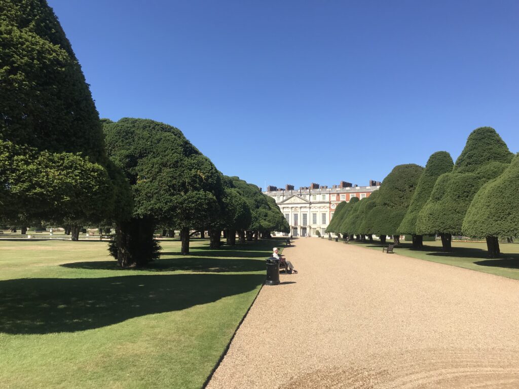 Taxus baccata Tree | Hillier Trees
