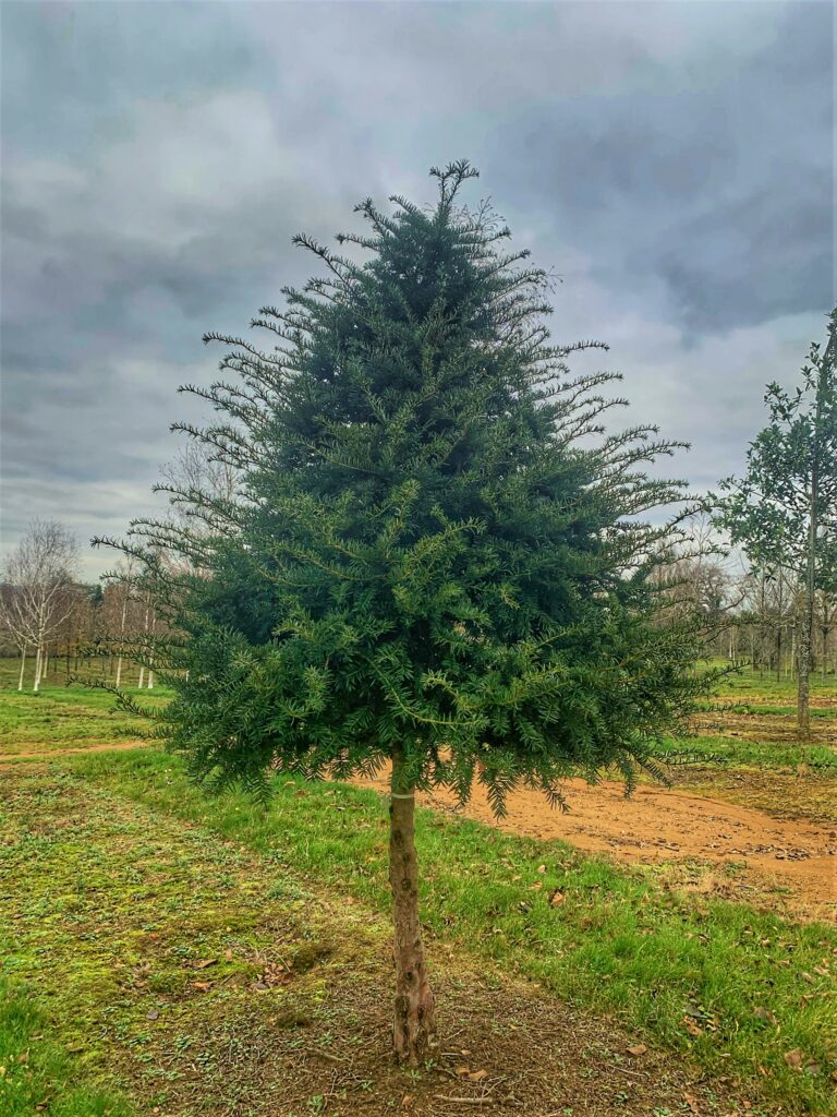 Taxus baccata Tree | Hillier Trees