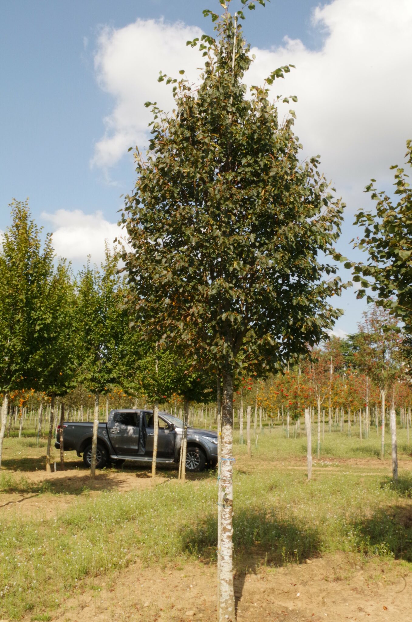 Tilia cordata 'Corzam' | Hillier Trees