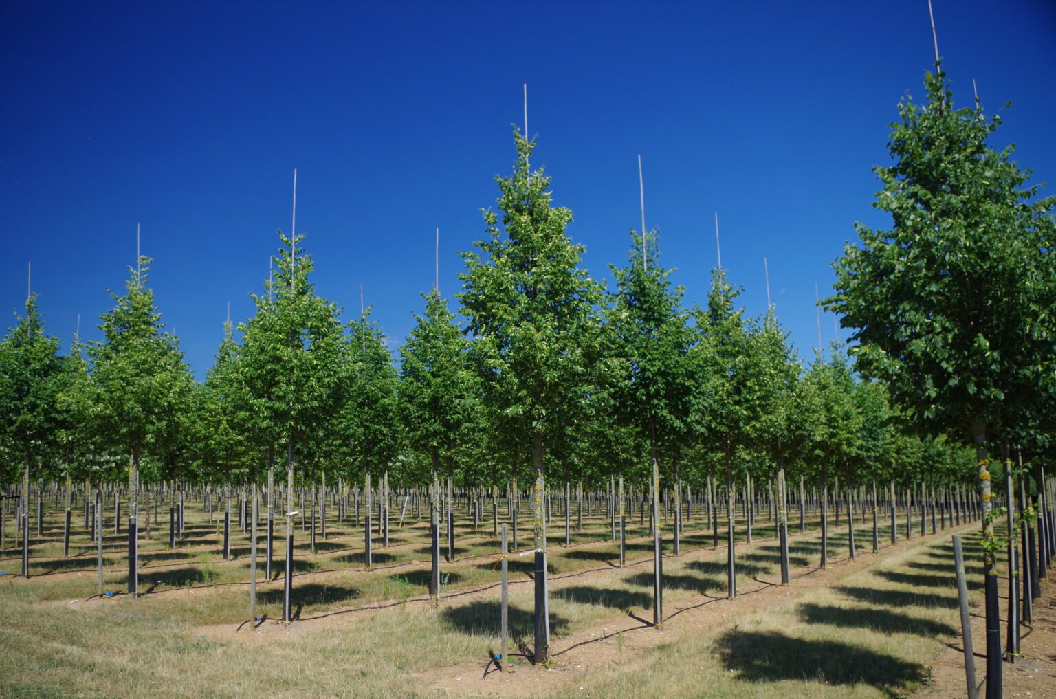 Tilia cordata 'Rancho' | Hillier Trees