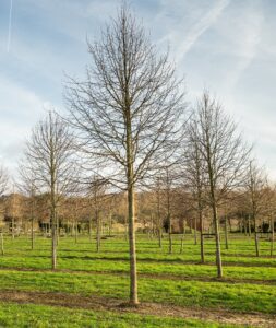 Streetwise Tree Range Development - Hillier Trees