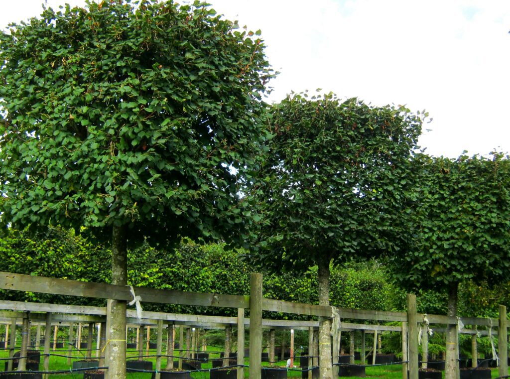 Tilia platyphyllos | Hillier Trees