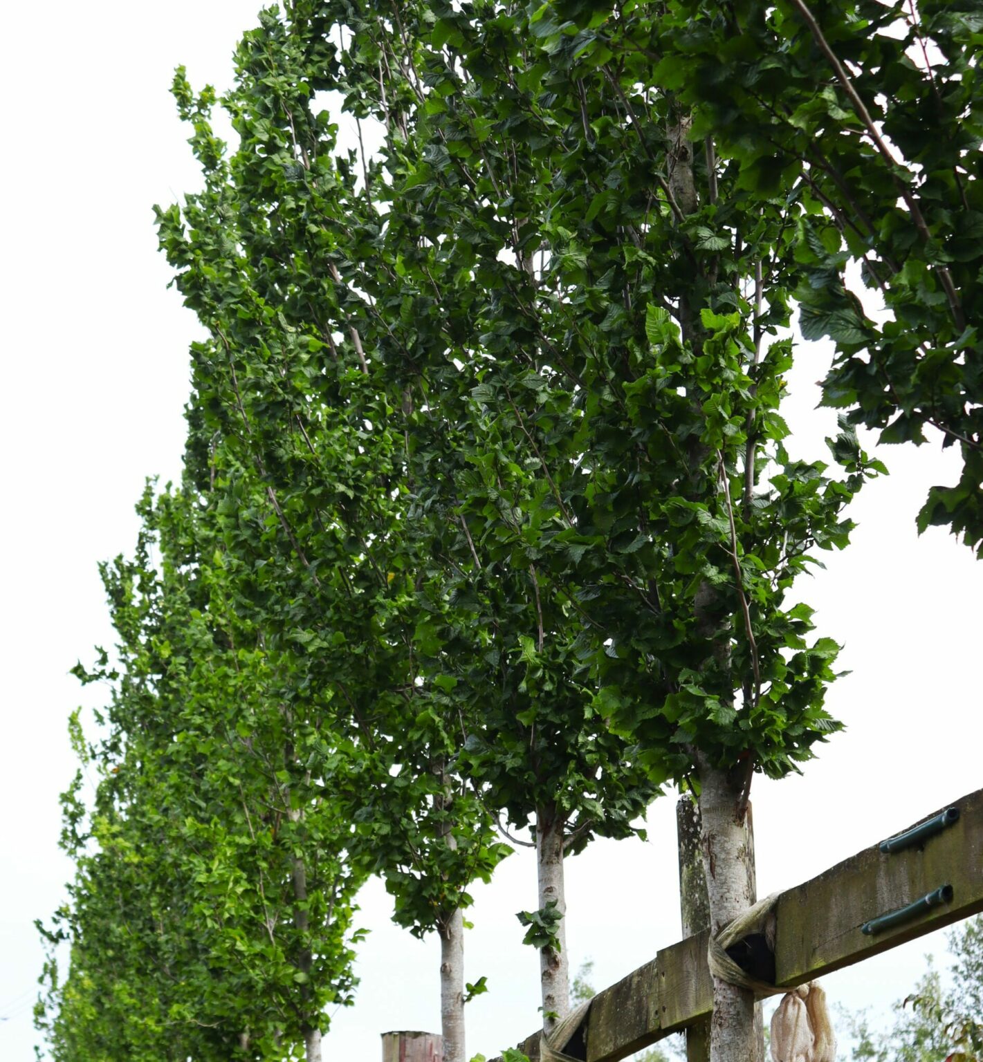 Ulmus 'Columnella' | Hillier Trees