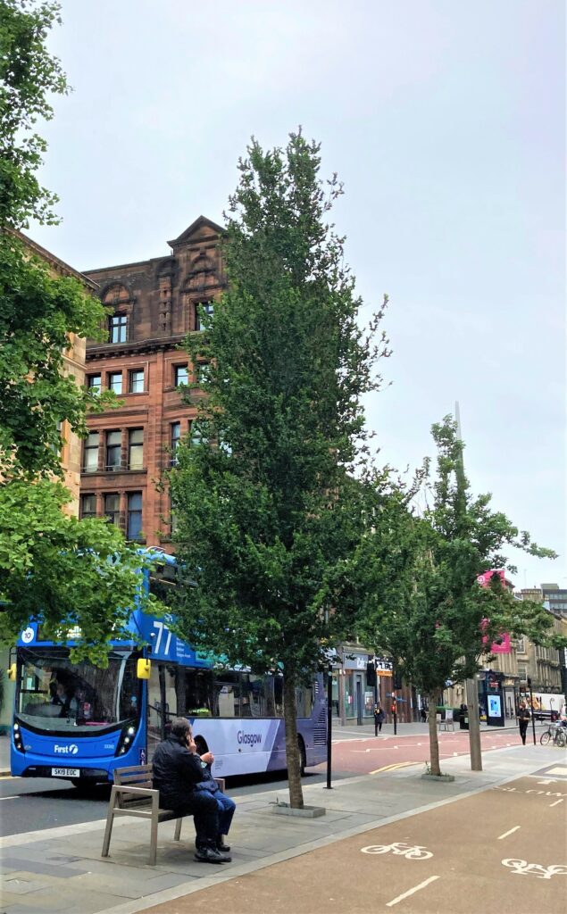 Ulmus 'Columnella' | Hillier Trees