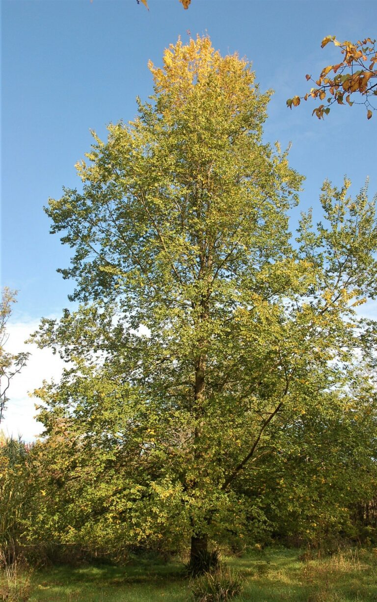 Resista® Elms - Hillier Trees