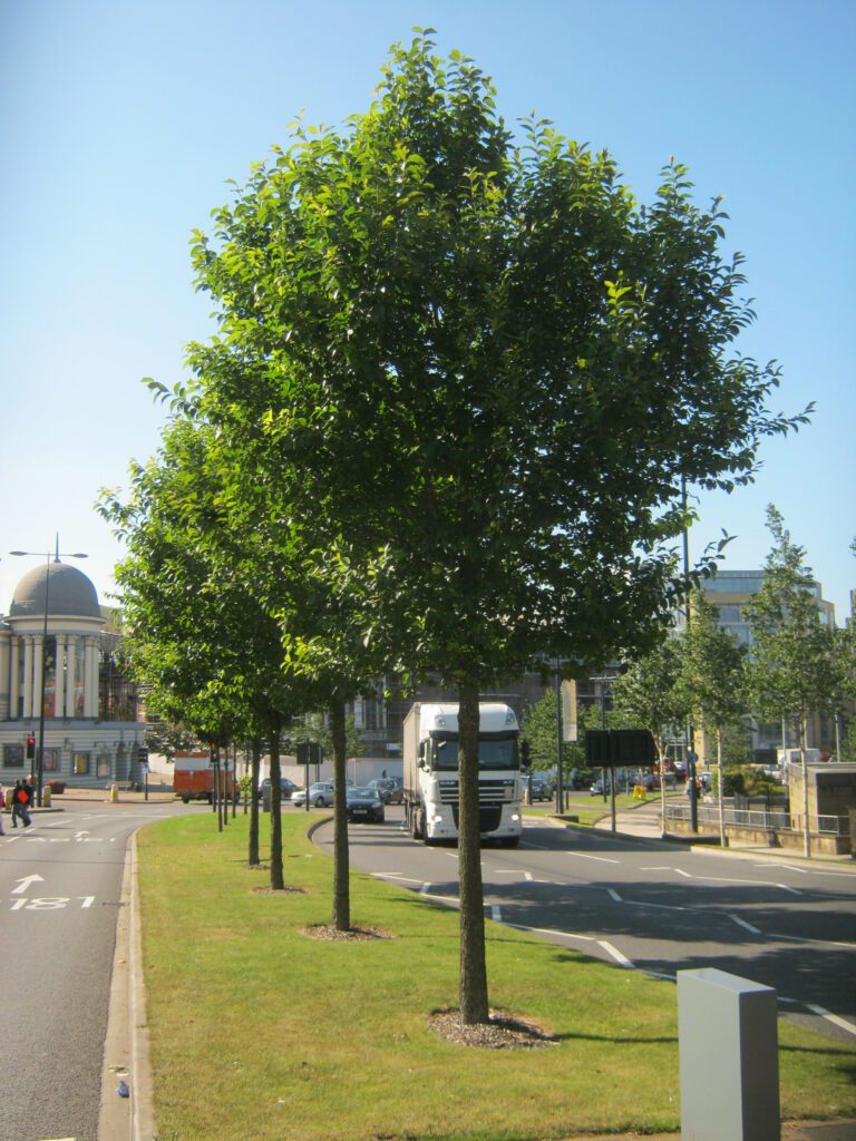 Sustainable Urban Drainage Systems (SUDS): Best SUDS Trees