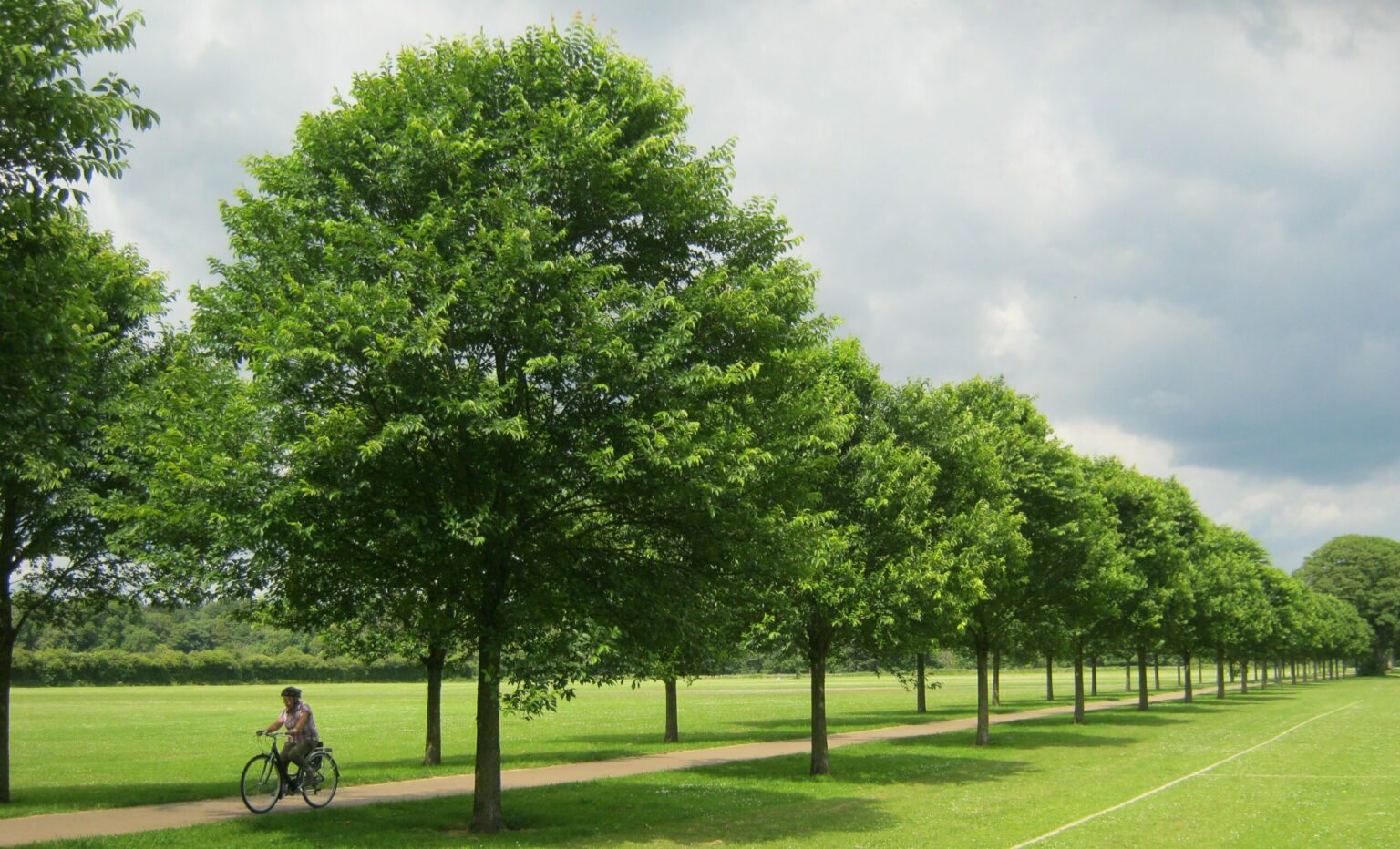 Urban Trees: Best Trees to Use in Urban Areas - Hillier Trees
