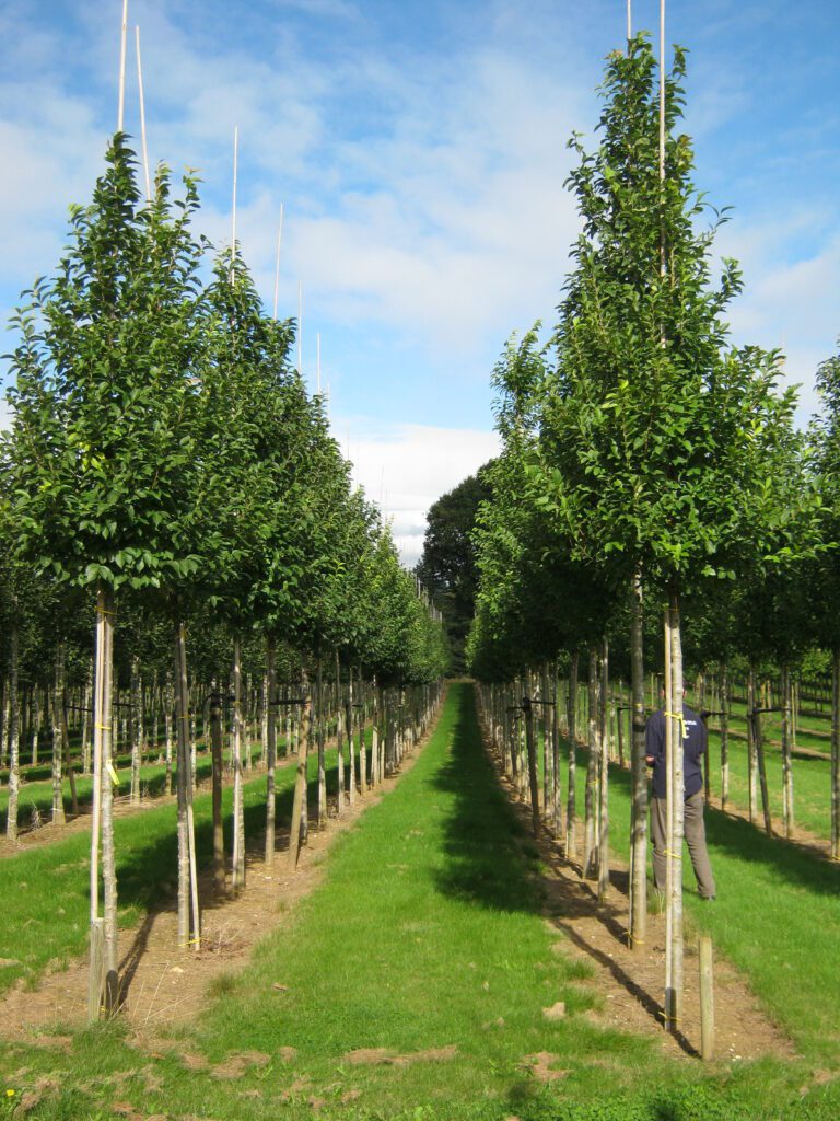 Resista® Elms - Hillier Trees