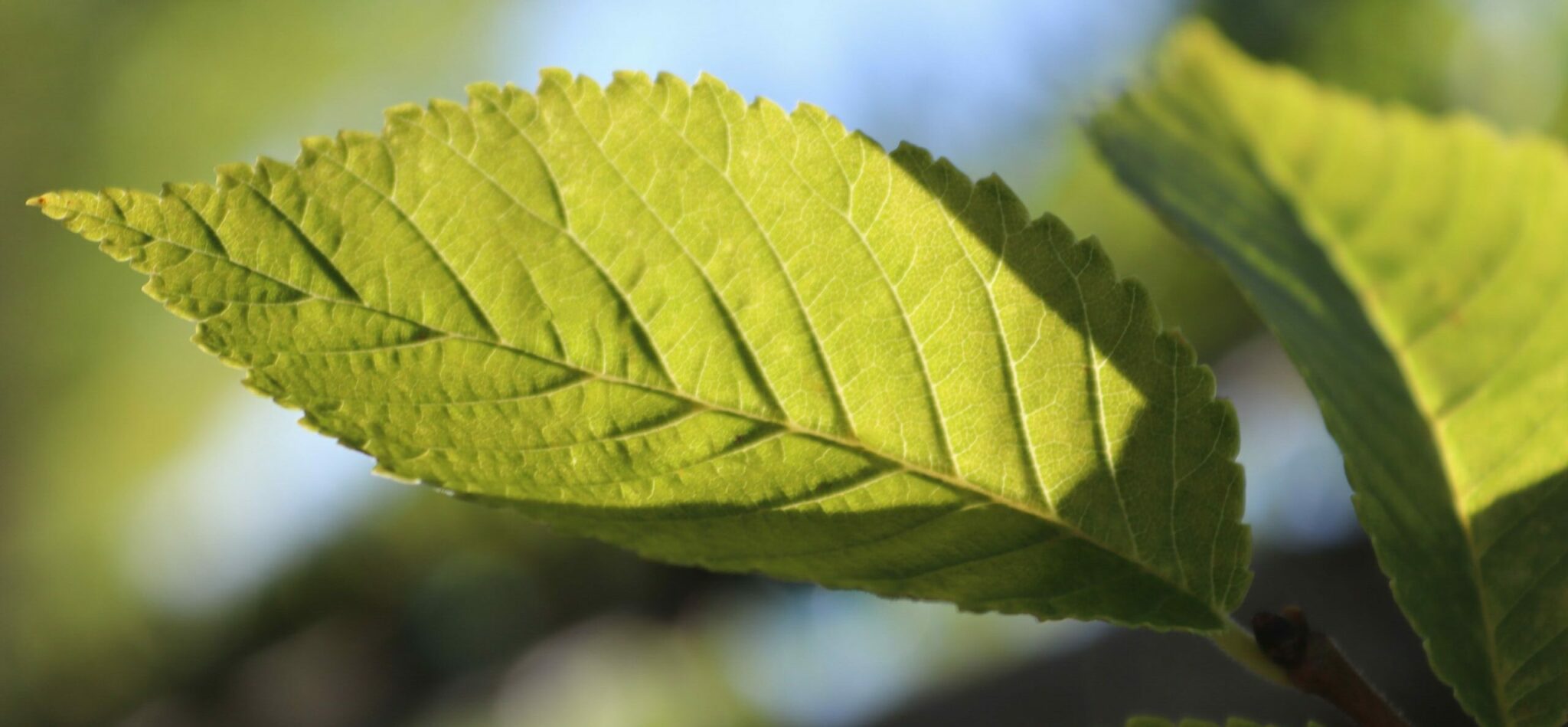 Resista® Elms - Hillier Trees