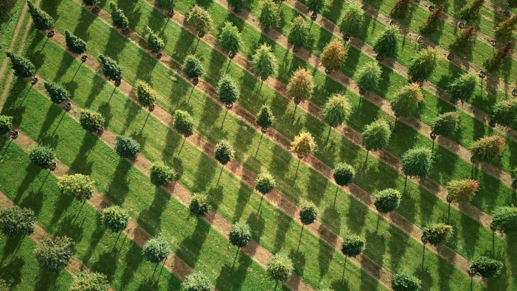 Our Tree Nurseries - Hillier Trees