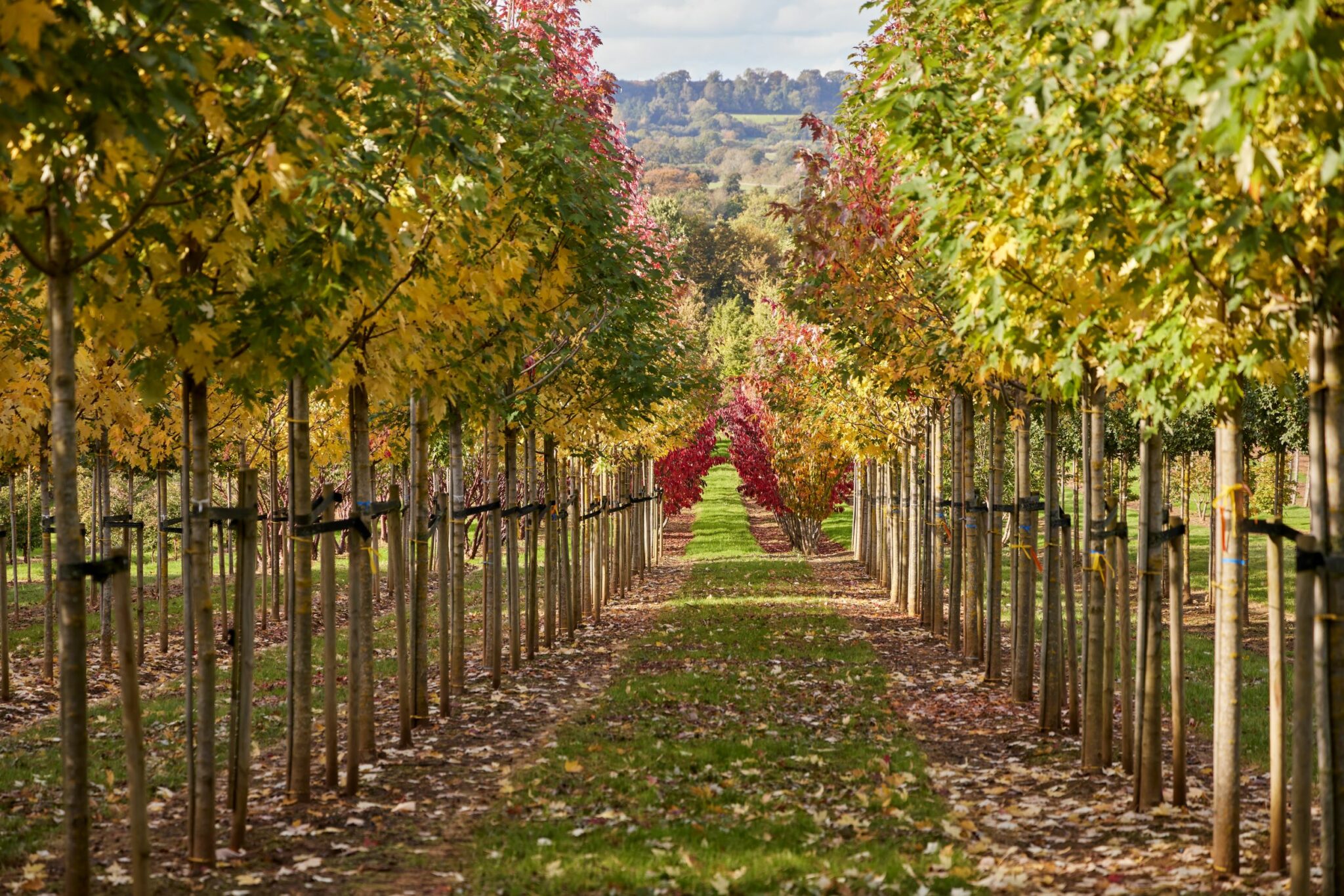 Trees for Trade, Projects & Commercial Purposes - Hillier Trees