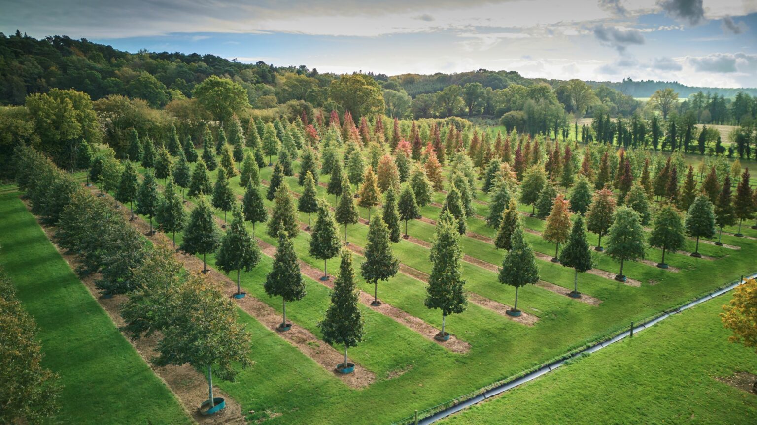 Tree Specification: Guide on how to Specify Your Trees