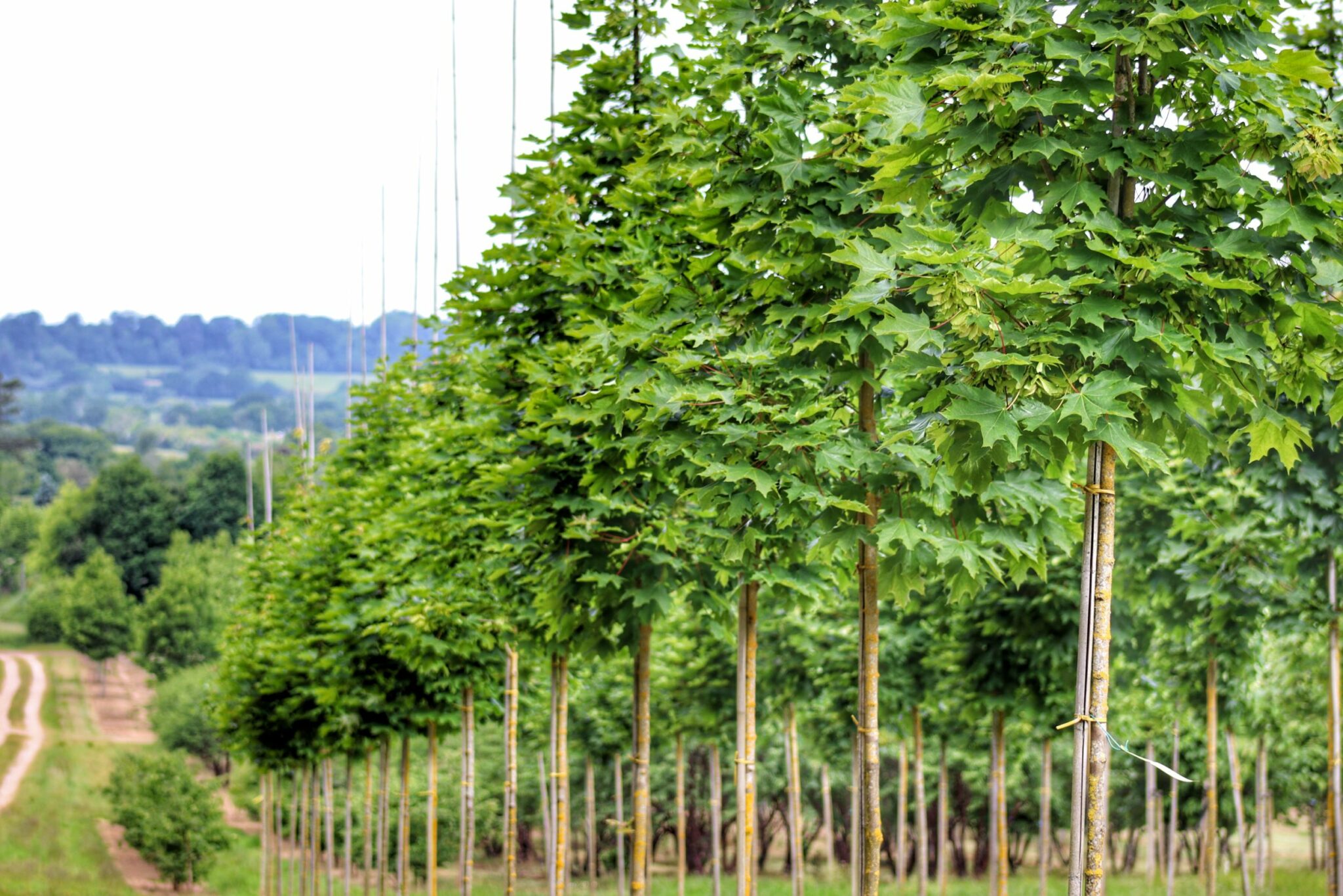 Field Grown Trees - Hillier Trees