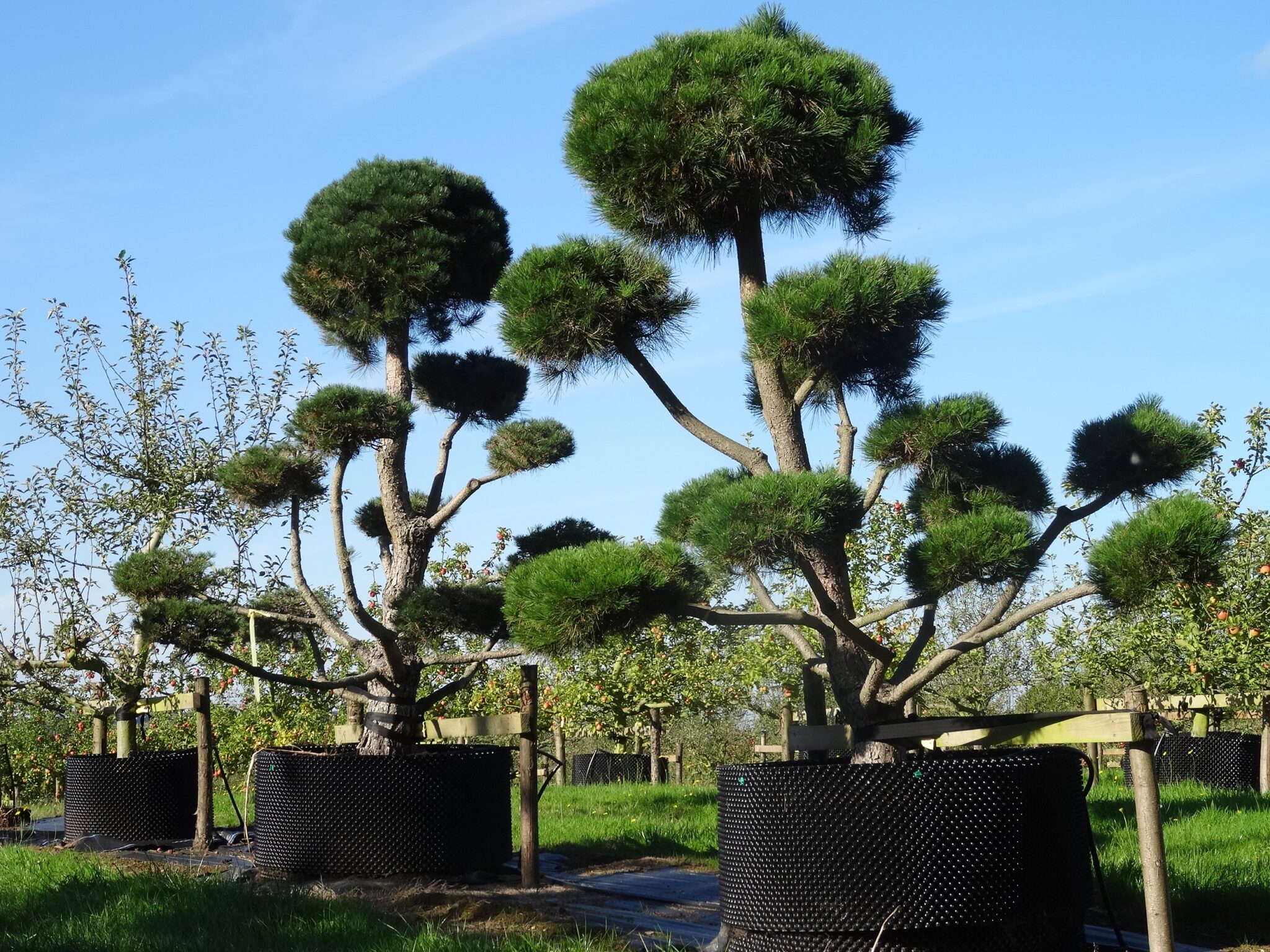Evergreen Trees for your next landscape project - Hillier Trees
