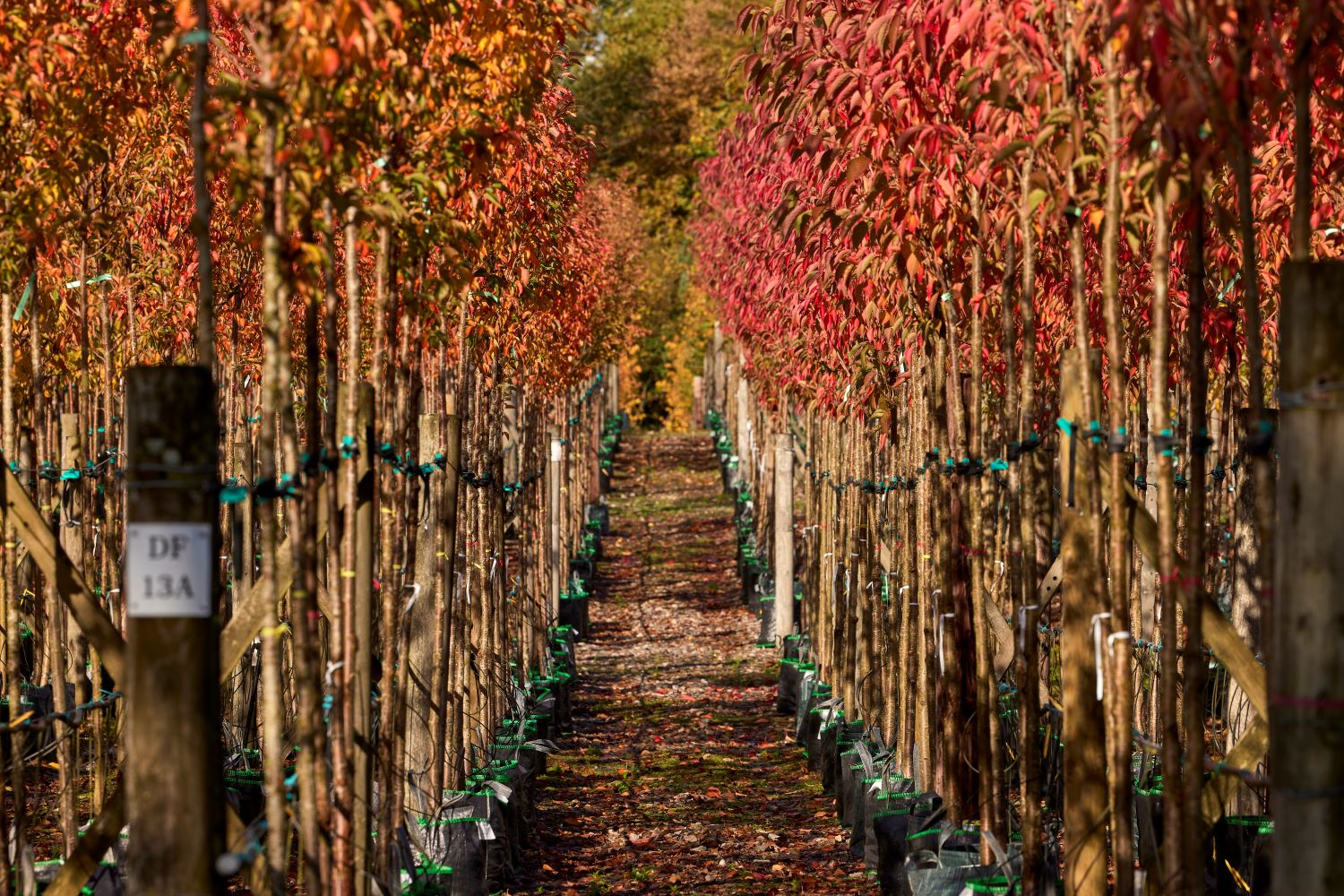 45ltr production at Broadmead production nursery - Hillier Trees