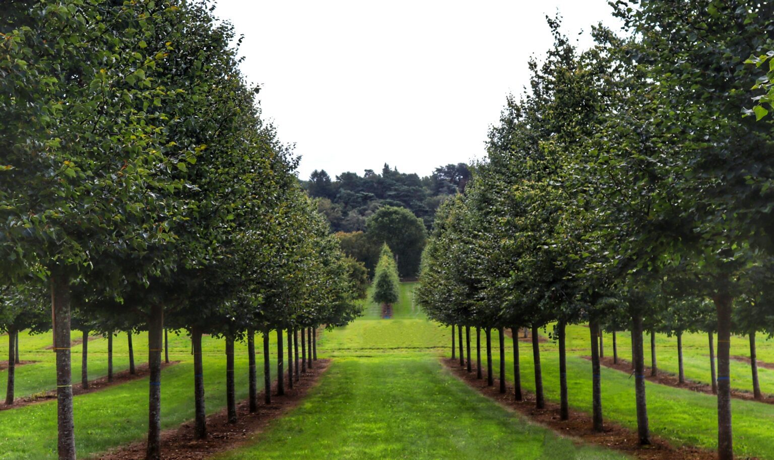 Our Tree Services - Hillier Trees
