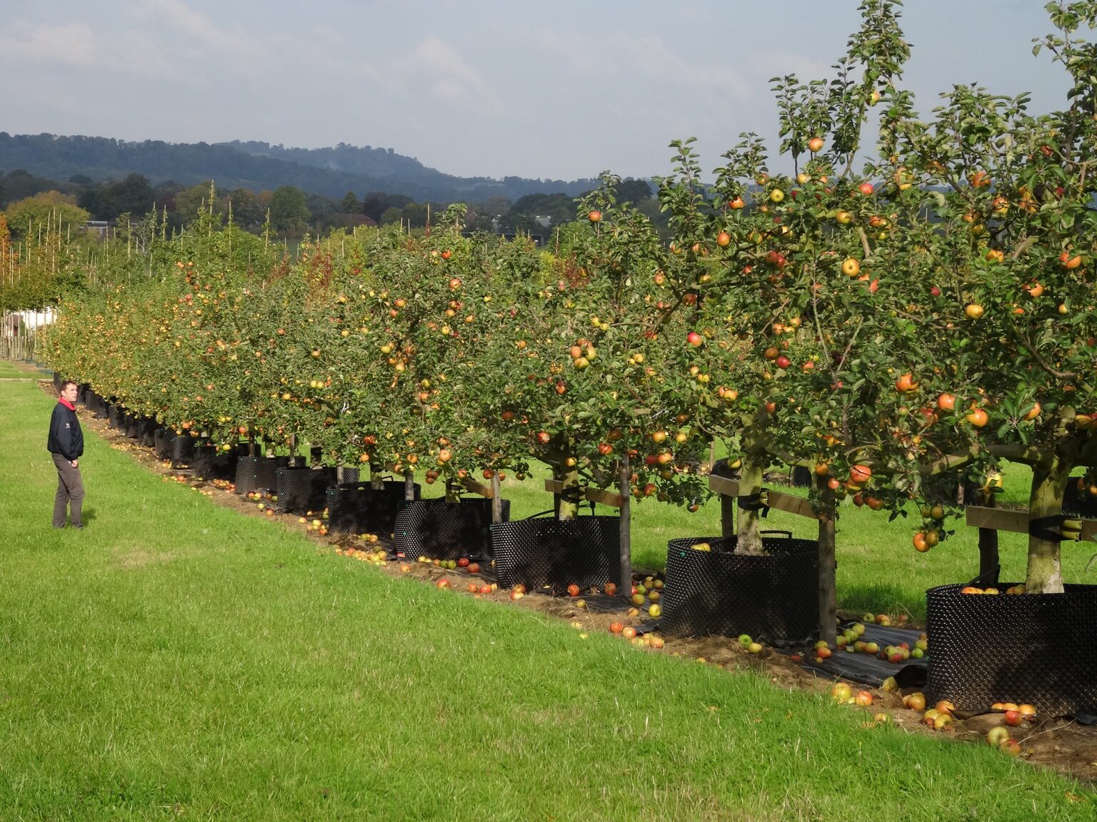 Designing with Feature Trees - Hillier Trees