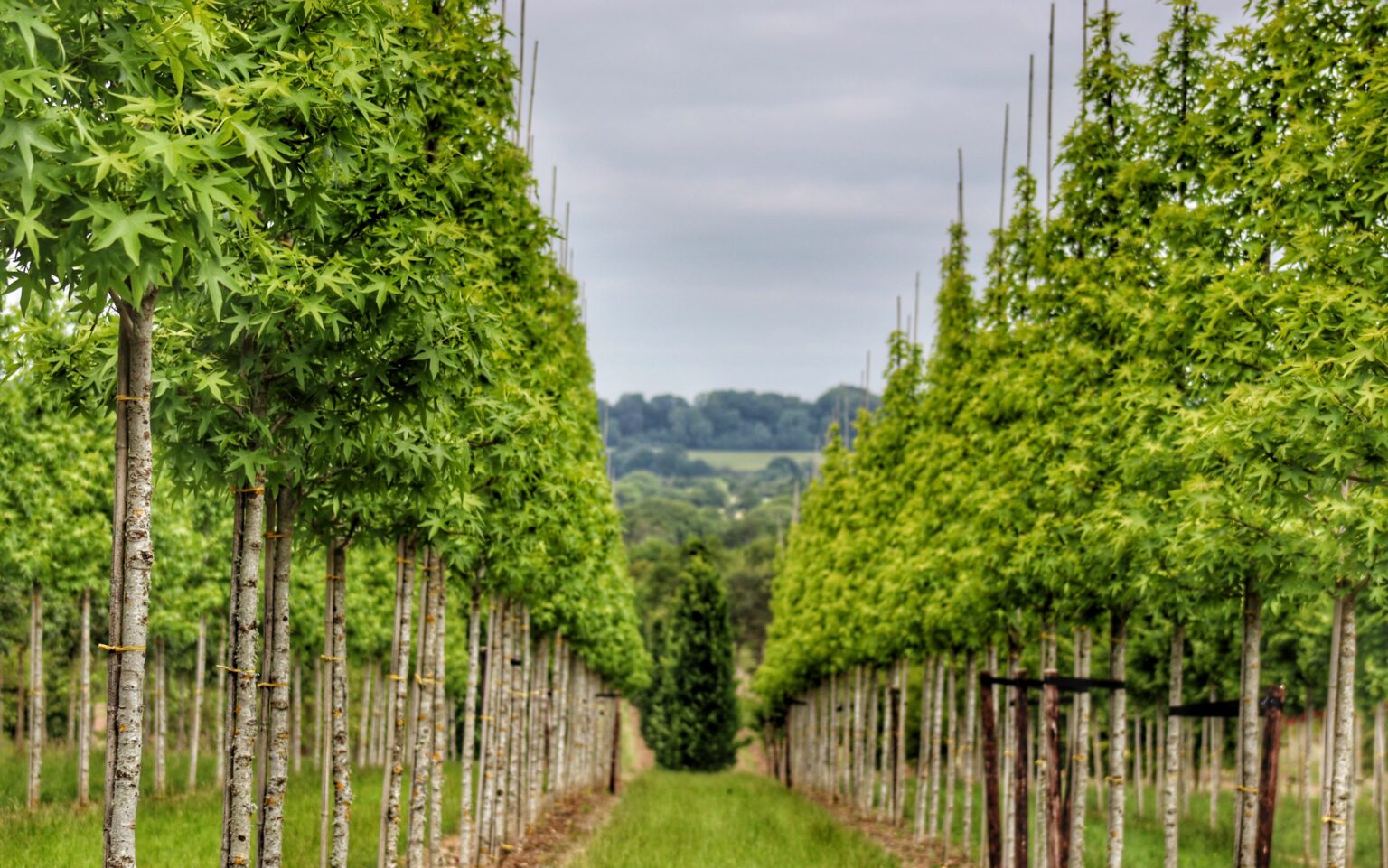 Choosing the Right Trees for Wet Soil