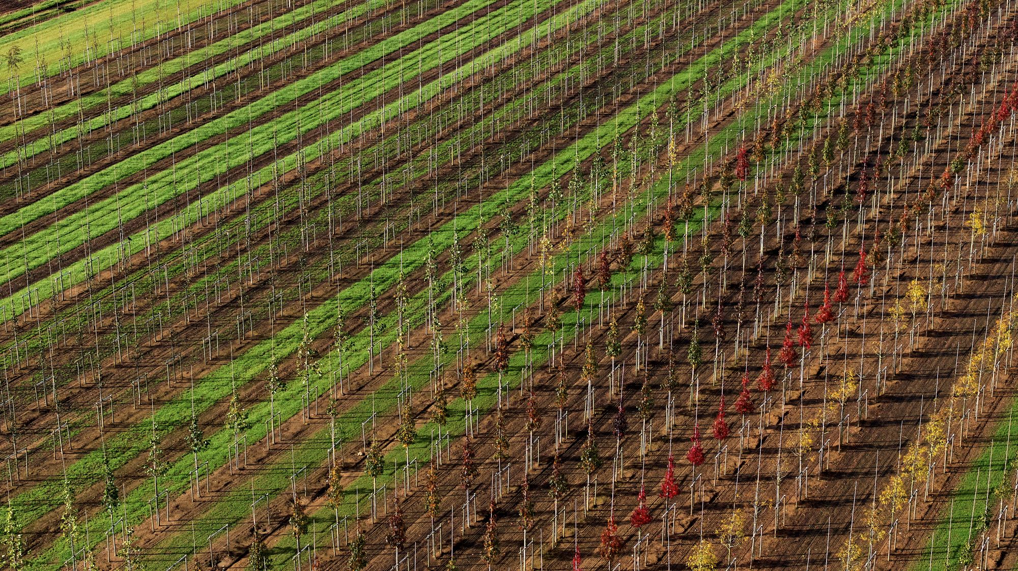 Why Choose Hillier Trees - Hillier Trees