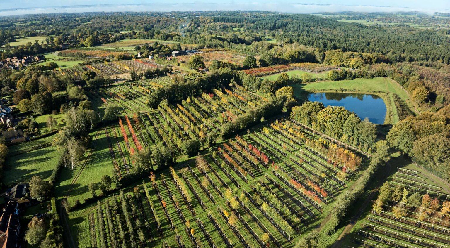 Environment - Hillier Trees